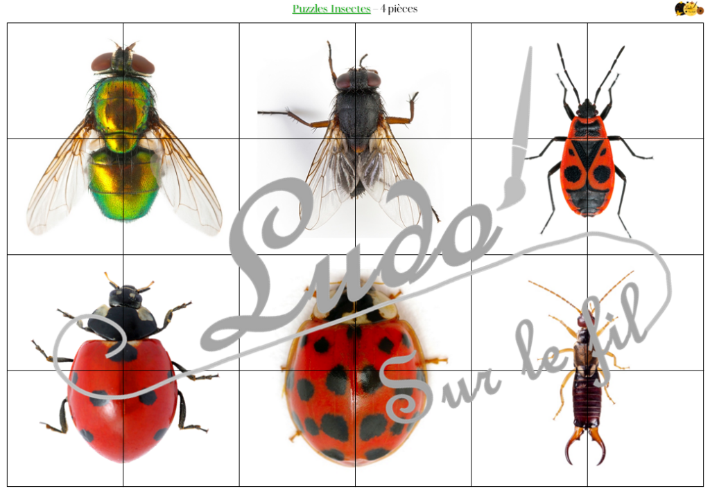 Puzzles Insectes & Autres petites bêtes - Ludo Sur Le Fil