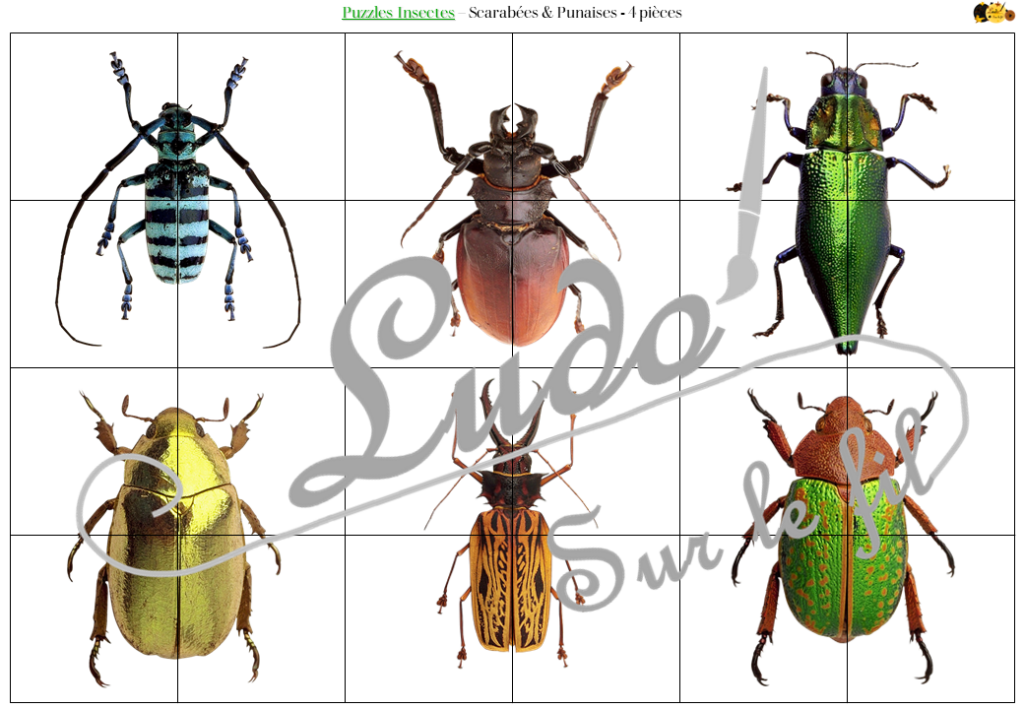 Puzzles Insectes & Autres petites bêtes - Ludo Sur Le Fil