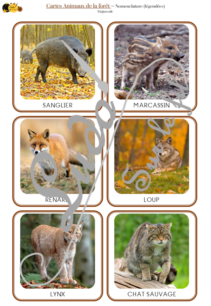 Cartes Animaux Forêt & Campagne - Photos réelles - Ludo Sur Le Fil