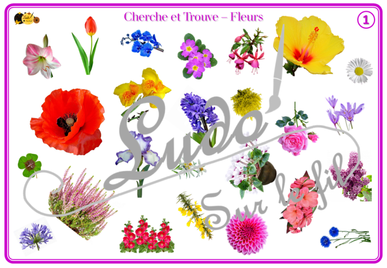 Cherche et Trouve - Fleurs - Ludo Sur Le Fil