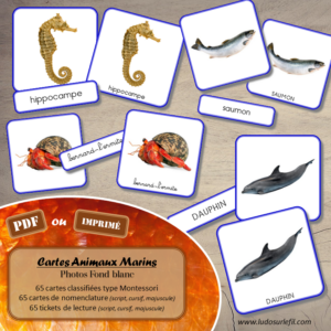 Cartes Animaux Marins - Photos Fond Blanc - Ludo Sur Le Fil