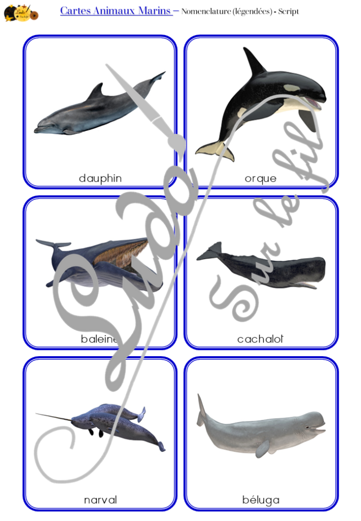 Cartes Animaux Marins - Photos Fond Blanc - Ludo Sur Le Fil