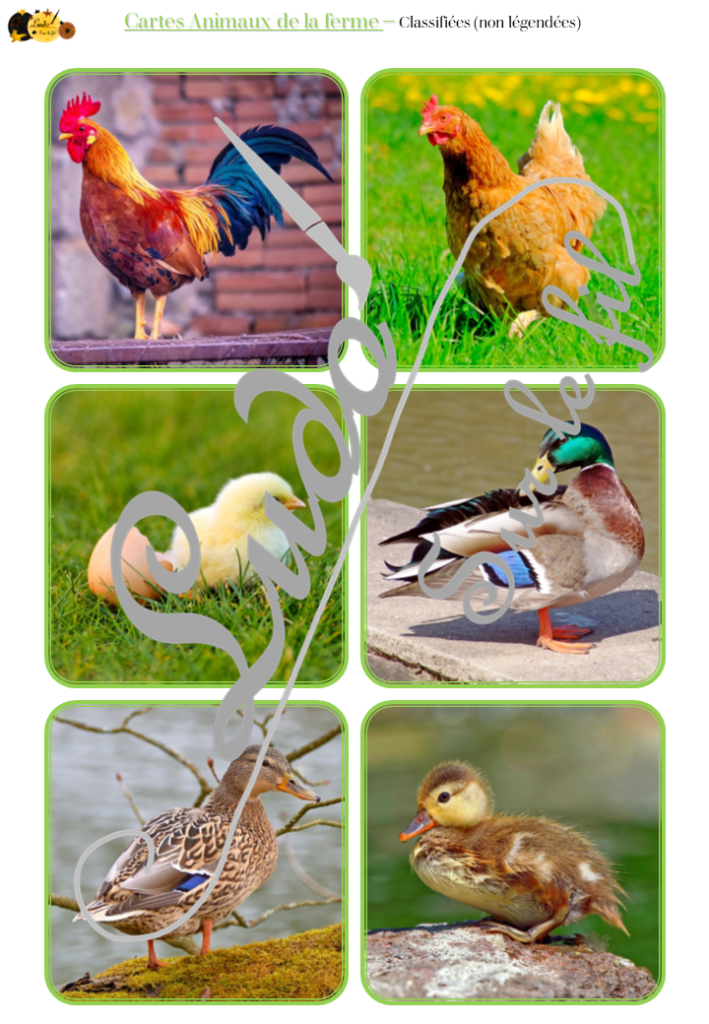 Cartes Animaux de la ferme - Photos avec fond - Ludo Sur Le Fil