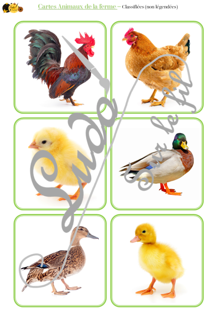 Cartes Animaux de la ferme - Photos Fond blanc - Ludo Sur Le Fil
