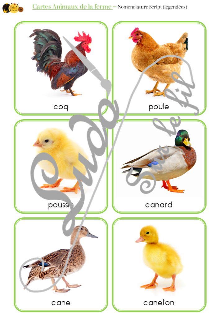 Cartes Animaux de la ferme - Photos Fond blanc - Ludo Sur Le Fil