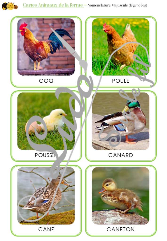 Cartes Animaux de la ferme - Photos avec fond - Ludo Sur Le Fil