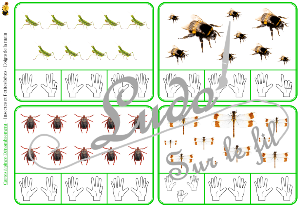 Cartes à pince - Dénombrement - Insectes et Petites Bêtes - Ludo Sur Le Fil