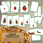 Classement et Rangement par taille - Insectes - Ludo Sur Le Fil