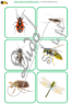 Cartes Insectes & Petites Bêtes - Photos Fond Blanc - Ludo Sur Le Fil