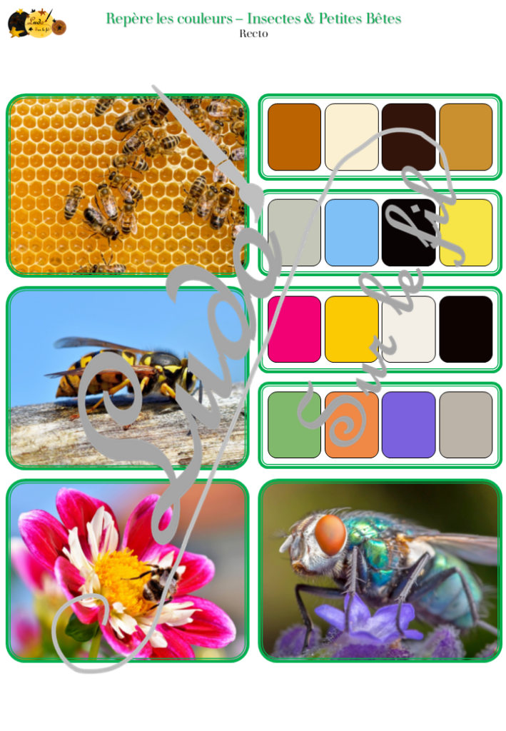 Repère les couleurs - Insectes & Petites Bêtes - Ludo Sur Le Fil