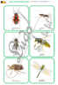 Cartes Insectes & Petites Bêtes - Photos Fond Blanc - Ludo Sur Le Fil