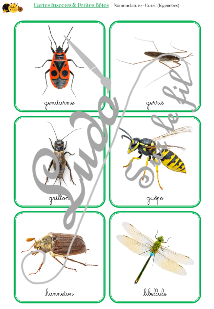 Cartes Insectes & Petites Bêtes - Photos Fond Blanc - Ludo Sur Le Fil