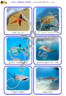 Cartes Animaux Marins - Photos avec fond - Ludo Sur Le Fil