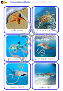 Cartes Animaux Marins - Photos avec fond - Ludo Sur Le Fil